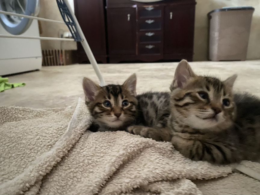Котята в добрые руки