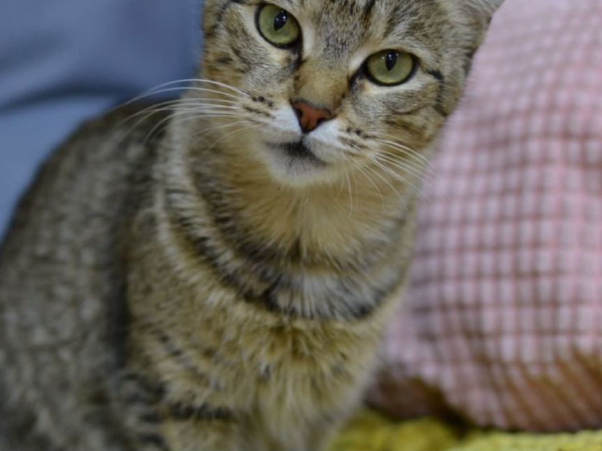 Ласковая кошечка полосатая Лада в добрые руки