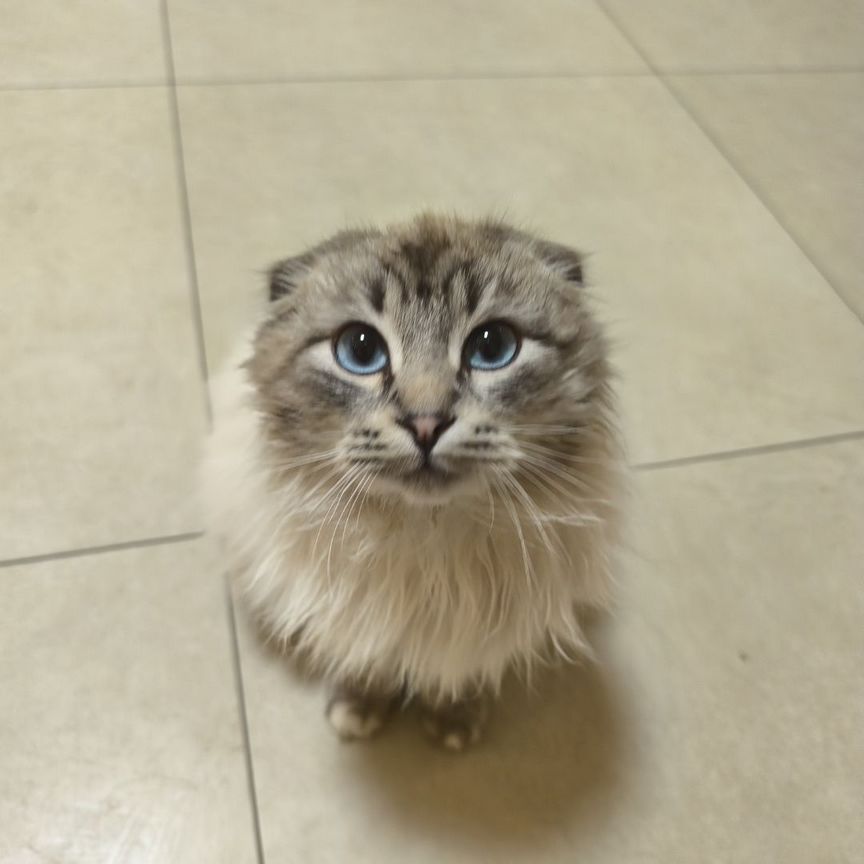 Кот скотиш фолд 1 год