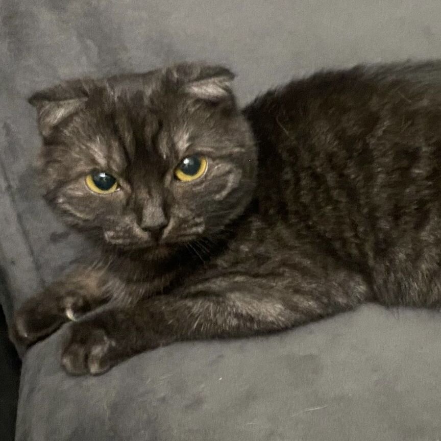 Британская короткошёрстная, взрослая кошка