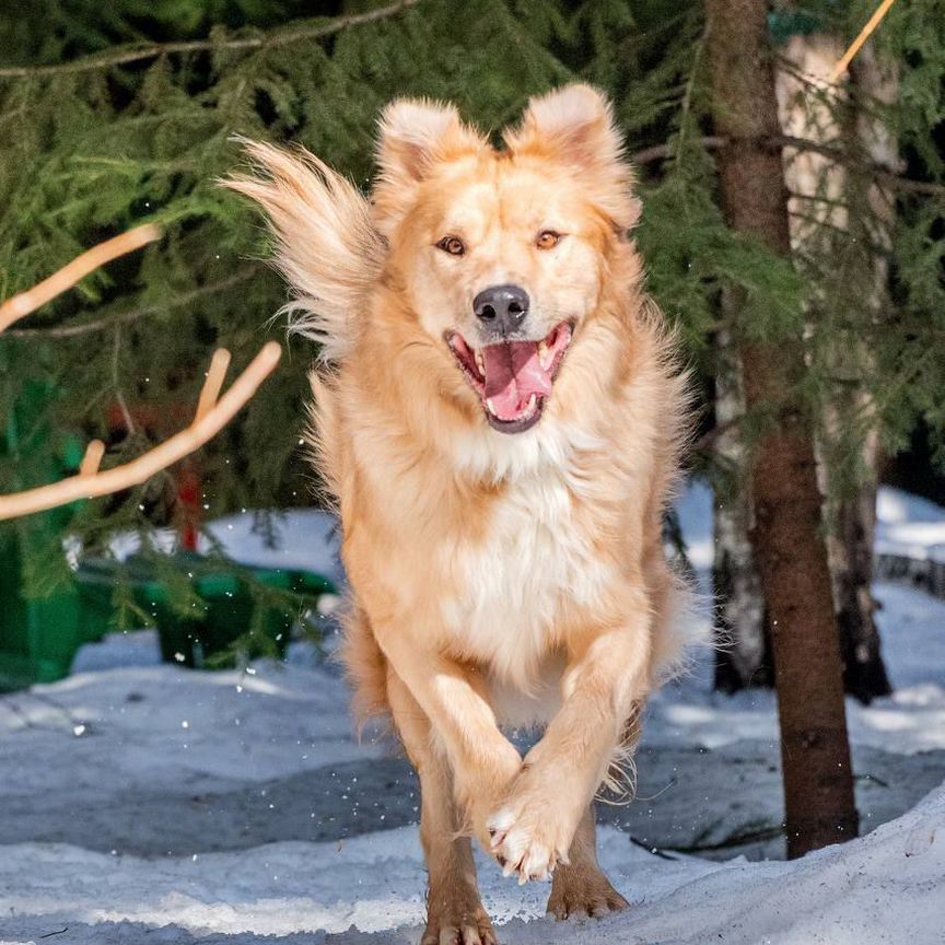 Волосы заслуга моя Гав,гав