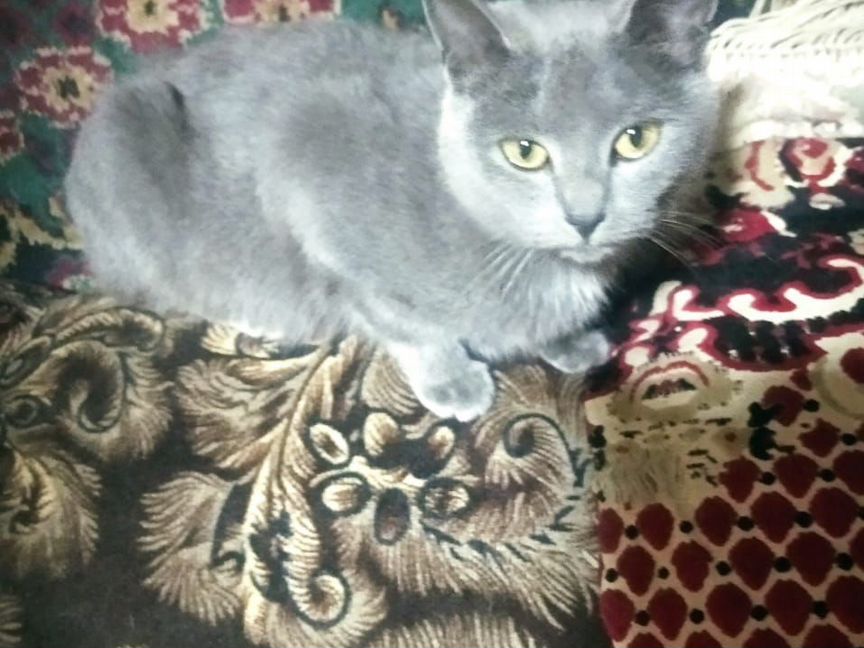 Кошка в дар