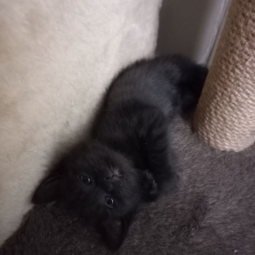 Кошечка в добрые руки