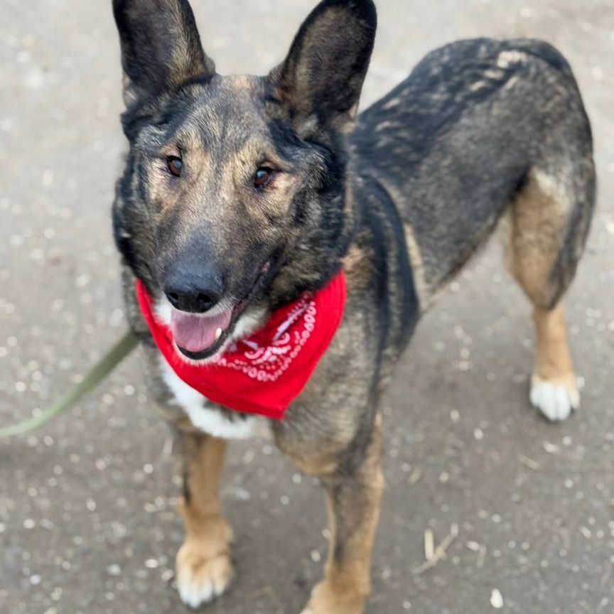 Собака в добрые руки