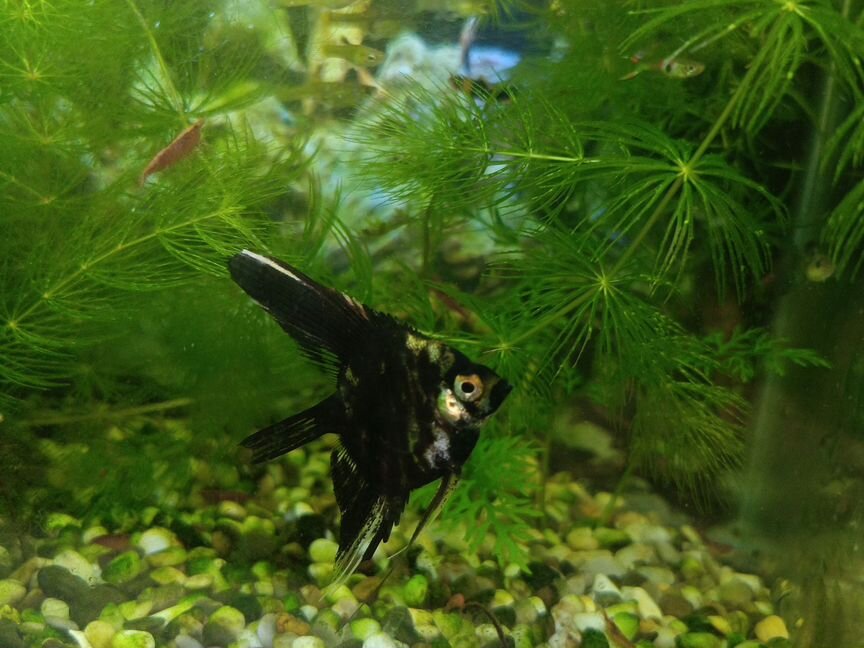 Скалярия черная девочка