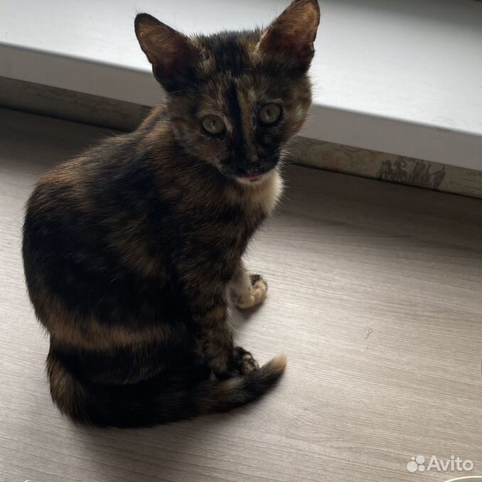 Нашел котенка аврора