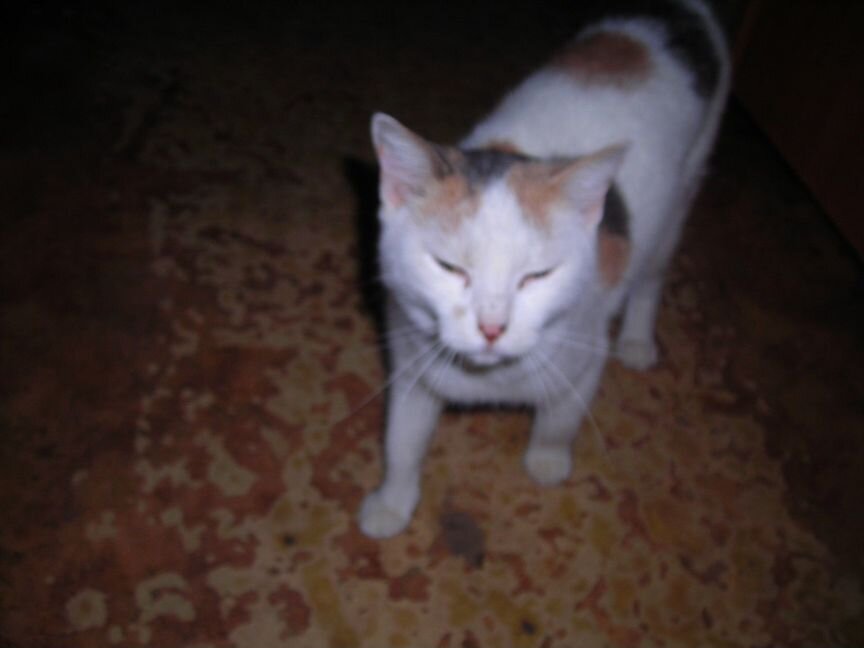 SOS потерялась кошка