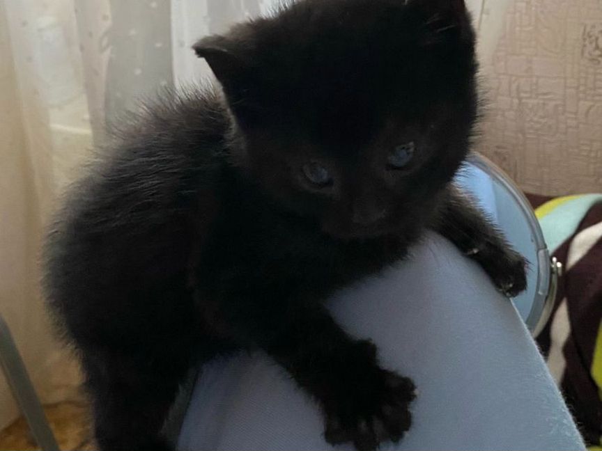 Кошка