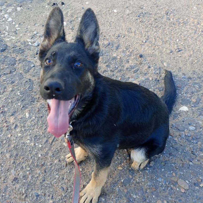 Немецкая овчарка 6 месяцев