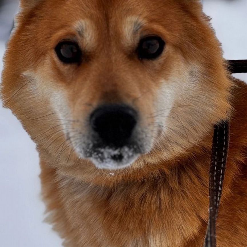 В добрые ручки