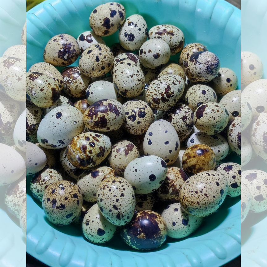 Яйцо техасских перепелов инкубационное