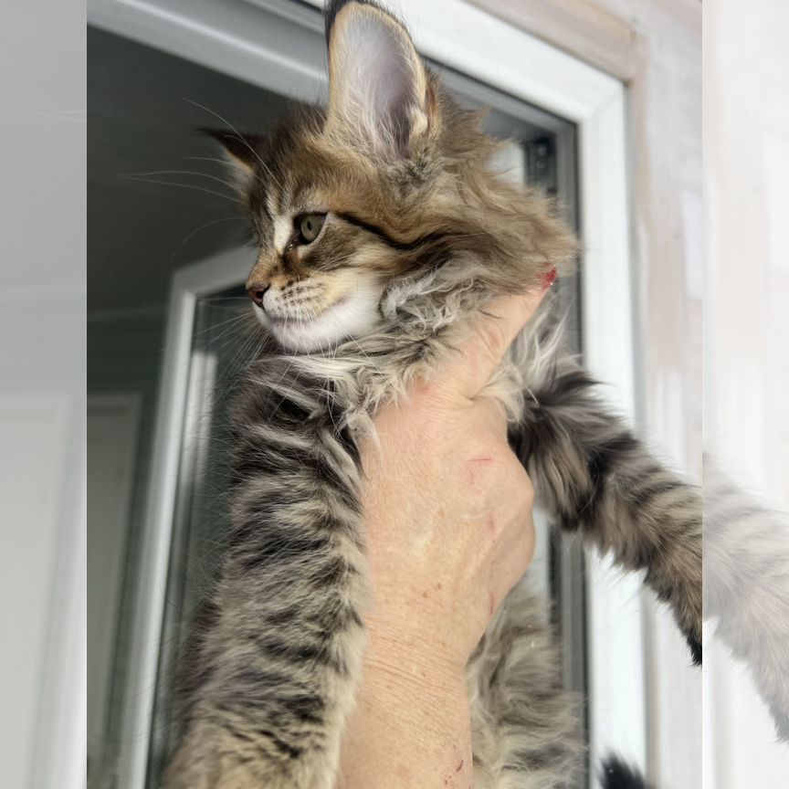 Мейн-кун котёнок