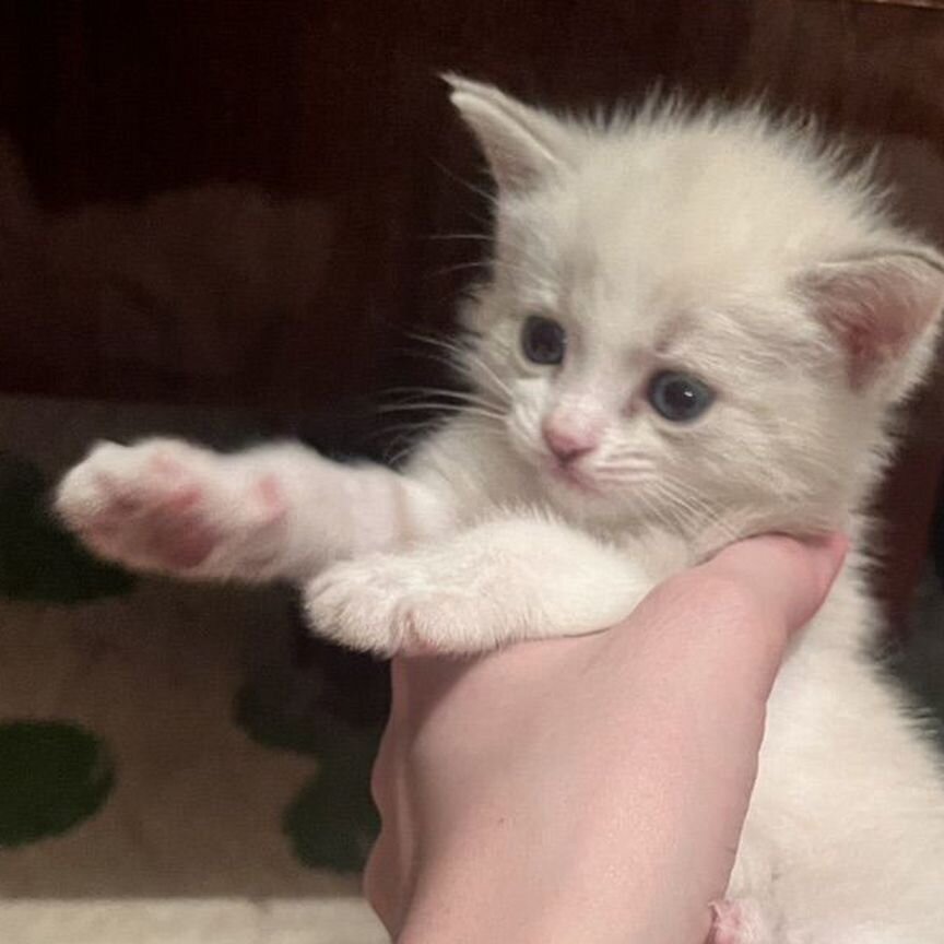 Котёнок в добрые руки