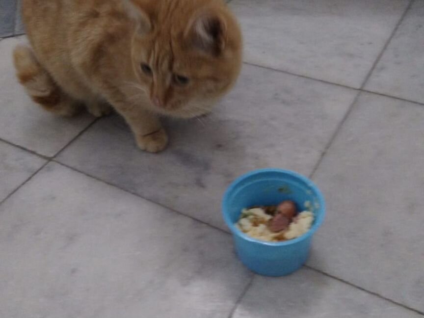Котик в поисках дома