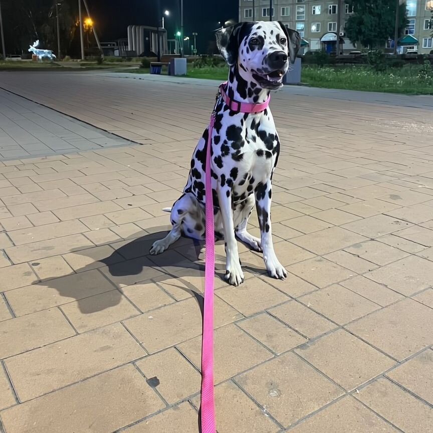 Далматин, щенок