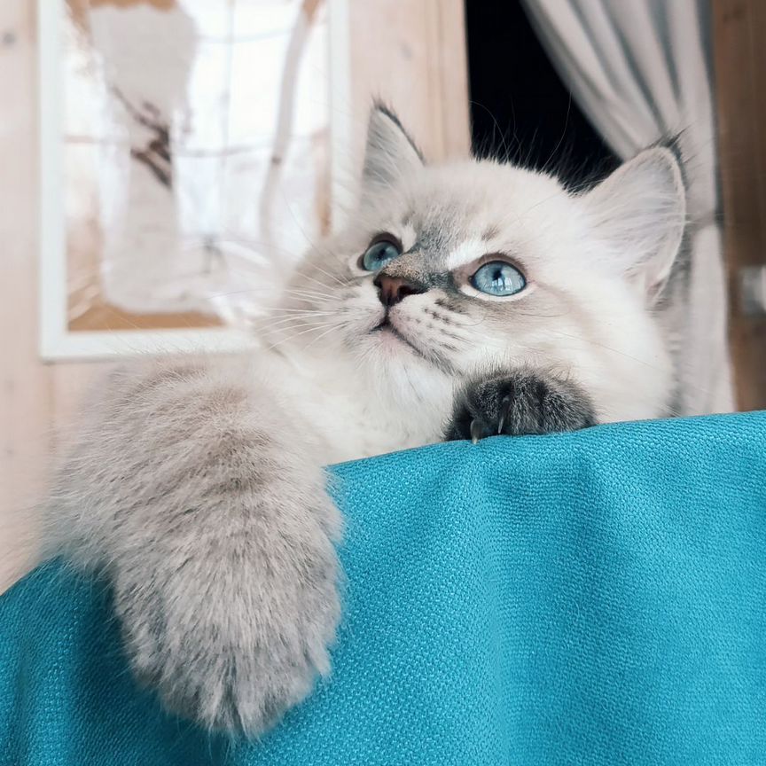 Котёнок породы Невская маскарадная с документами