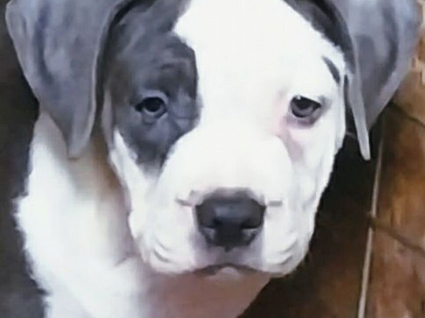 Ам стафф девочки