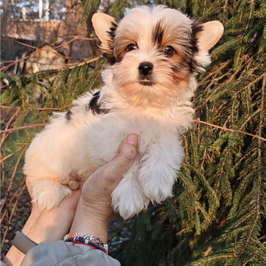 Бивер-йоркширский терьер, щенок