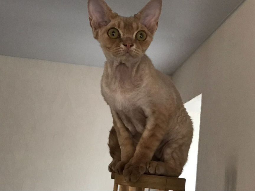 Котята Девон-рекс