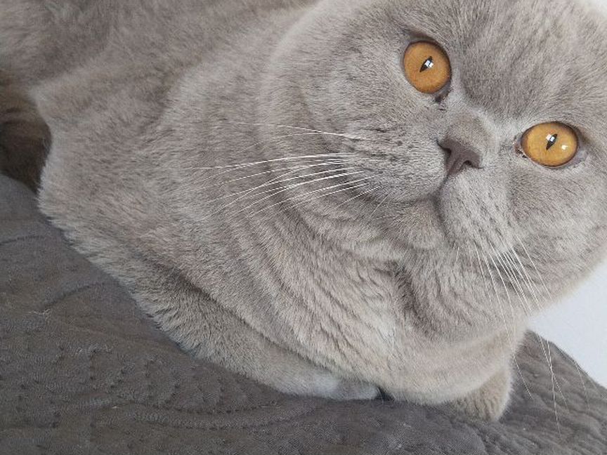 Британский кот вязка