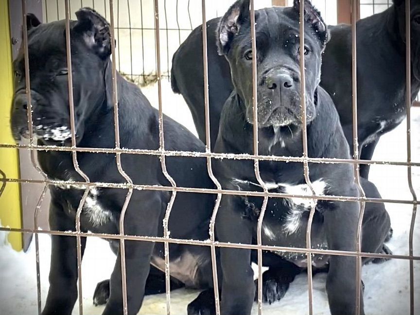 Кане Корсо - племенной питомник