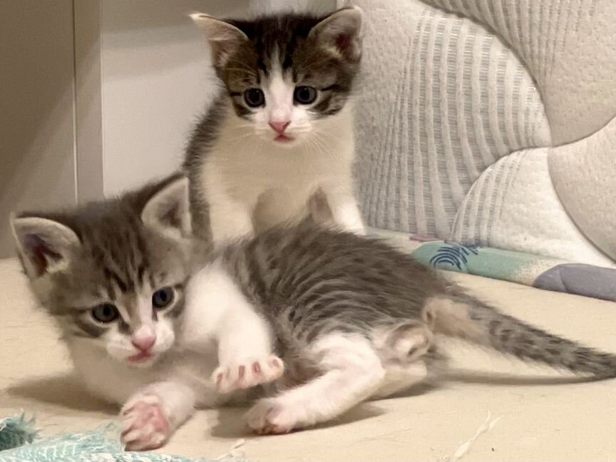 Котики ищут дом