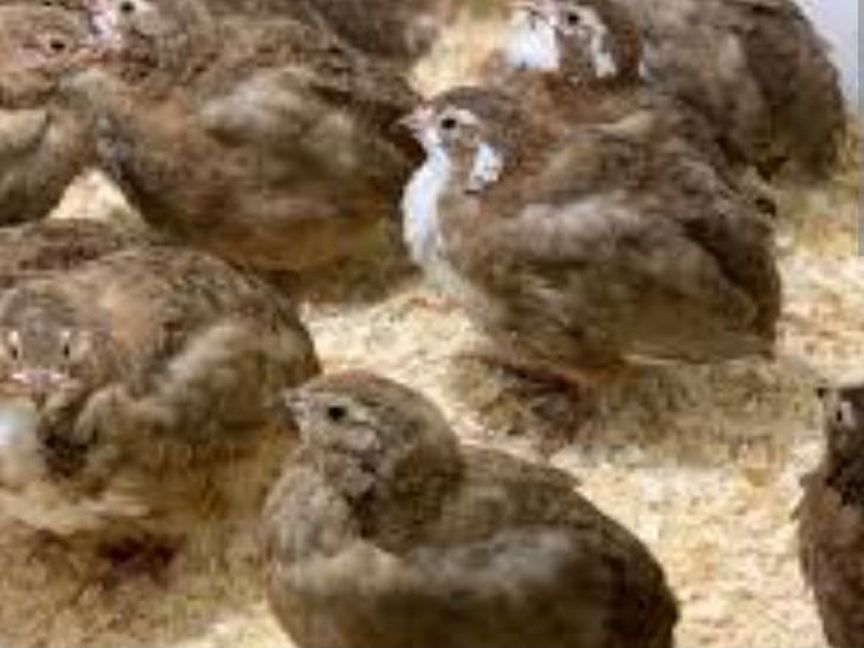 Продам месячных перепелок Селадон