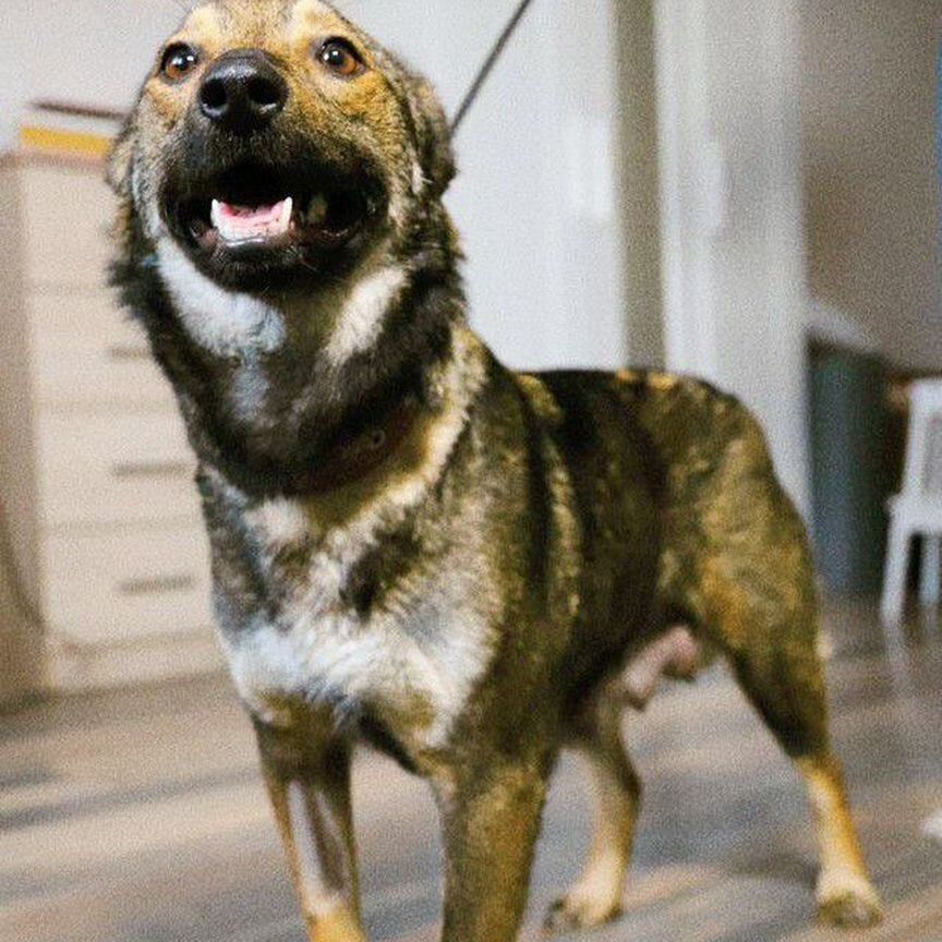 Собака в добрые руки