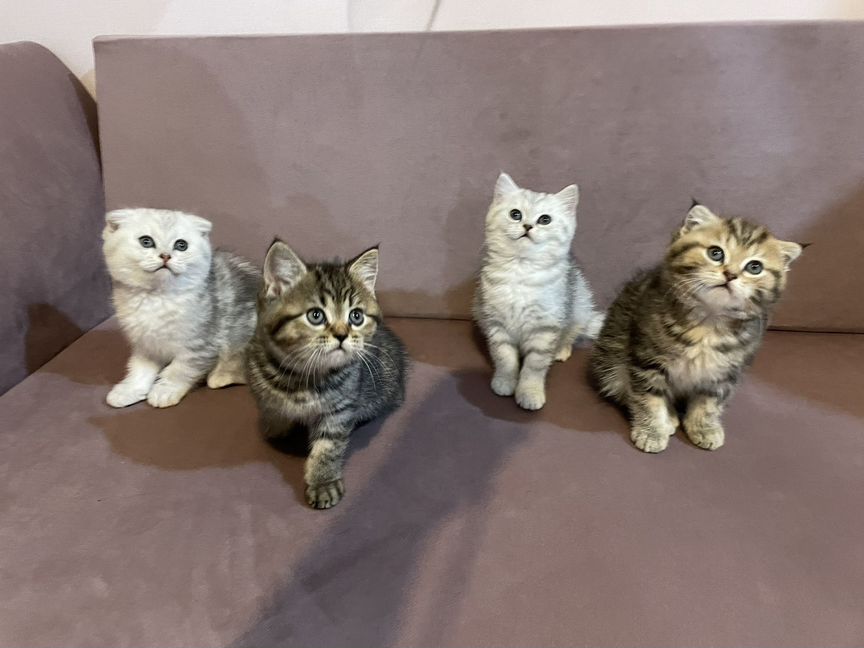 Шотландские котята