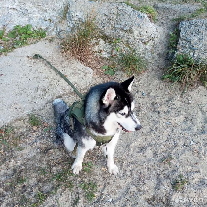 Собака в добрые руки хаски молодая