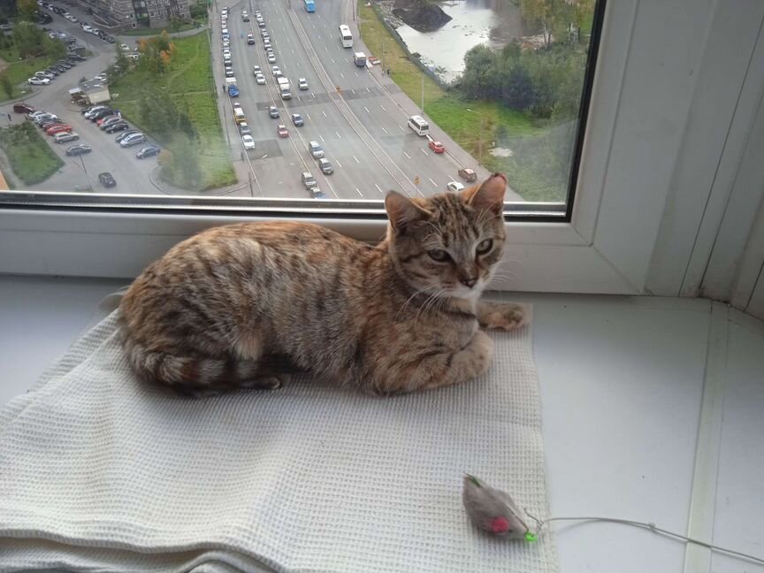 Кошечка 5-6 месяцев найдена в лесу