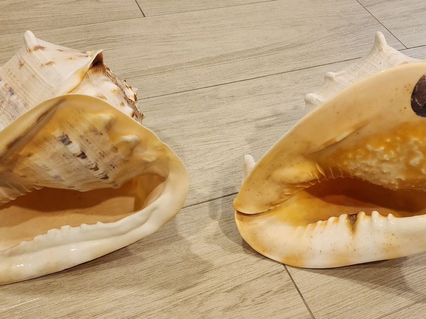 Ракушка морская большая