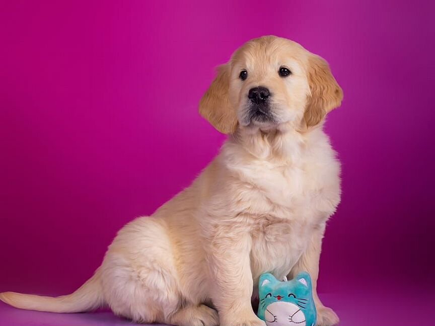 Щенки лабрадора