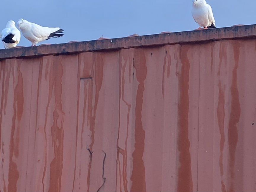 Продам голубей