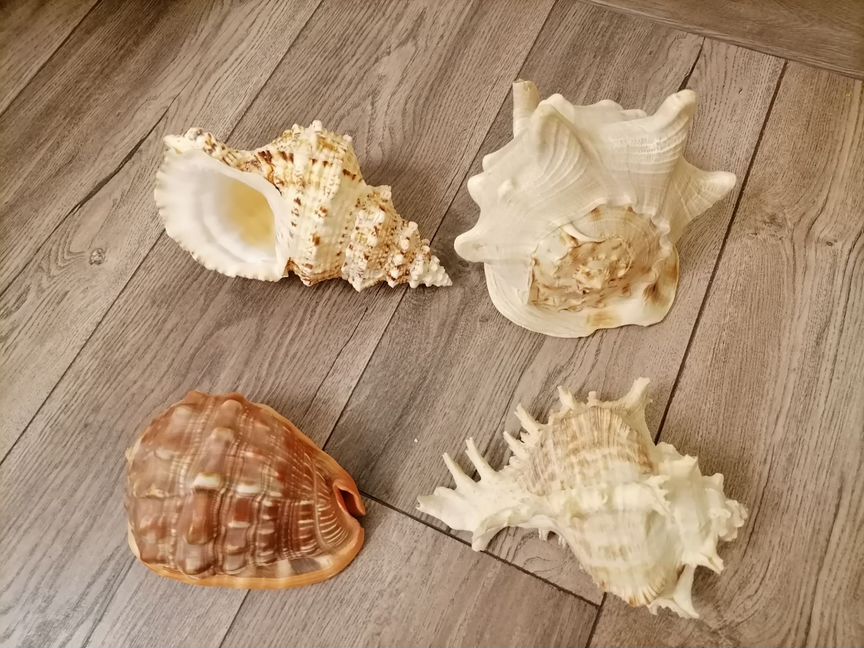 Ракушки