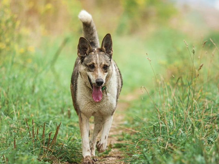 Отличная собака для семьи, одинокого человека