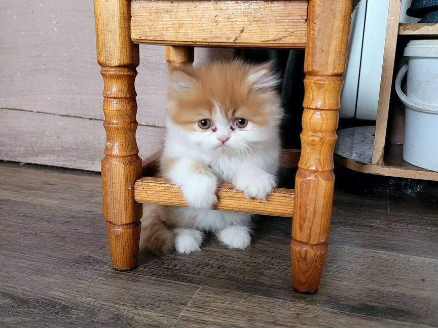 Персидский котик