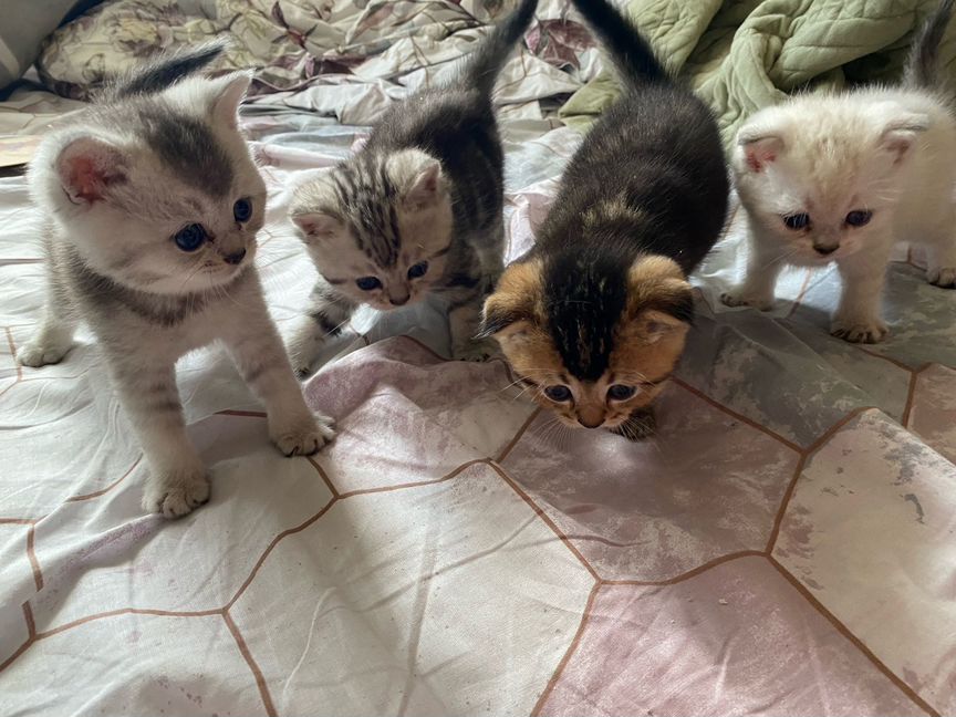 Котята шотландские вислоухие/прямоухие