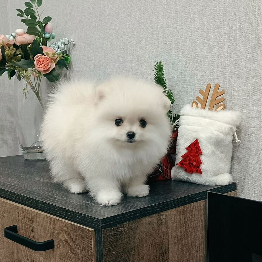 Померанский шпиц
