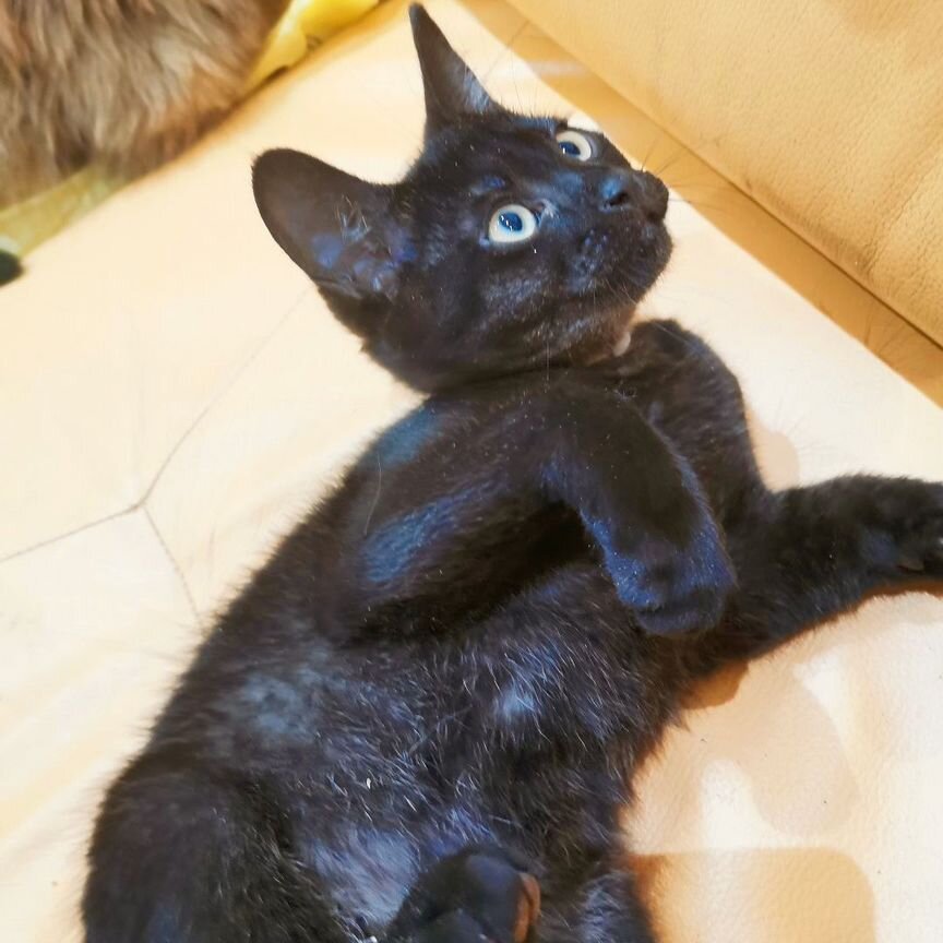 Котенок Чаузи