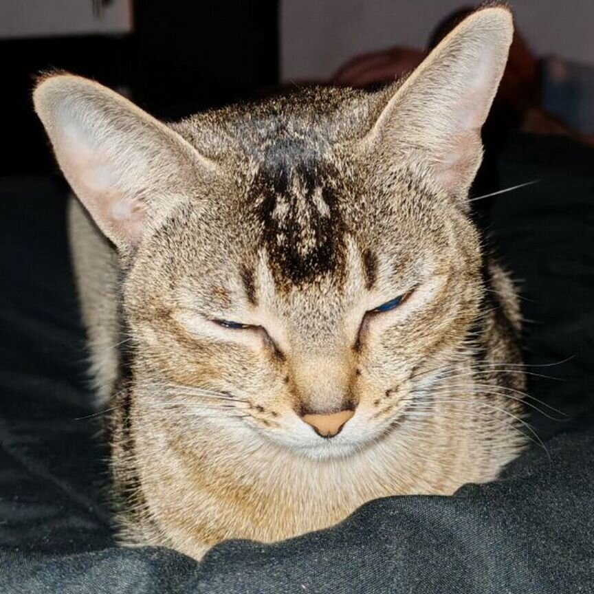 Абиссинская, взрослая кошка