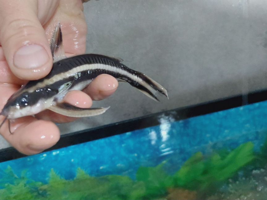 Сом платидорас