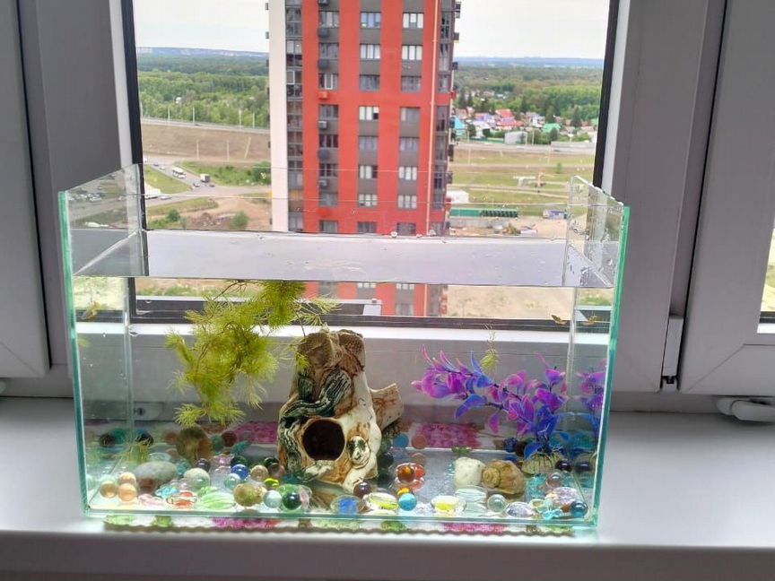 Аквариум или терариум