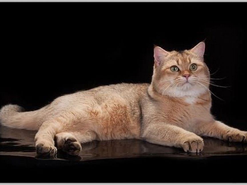Котик приглашает на вязку