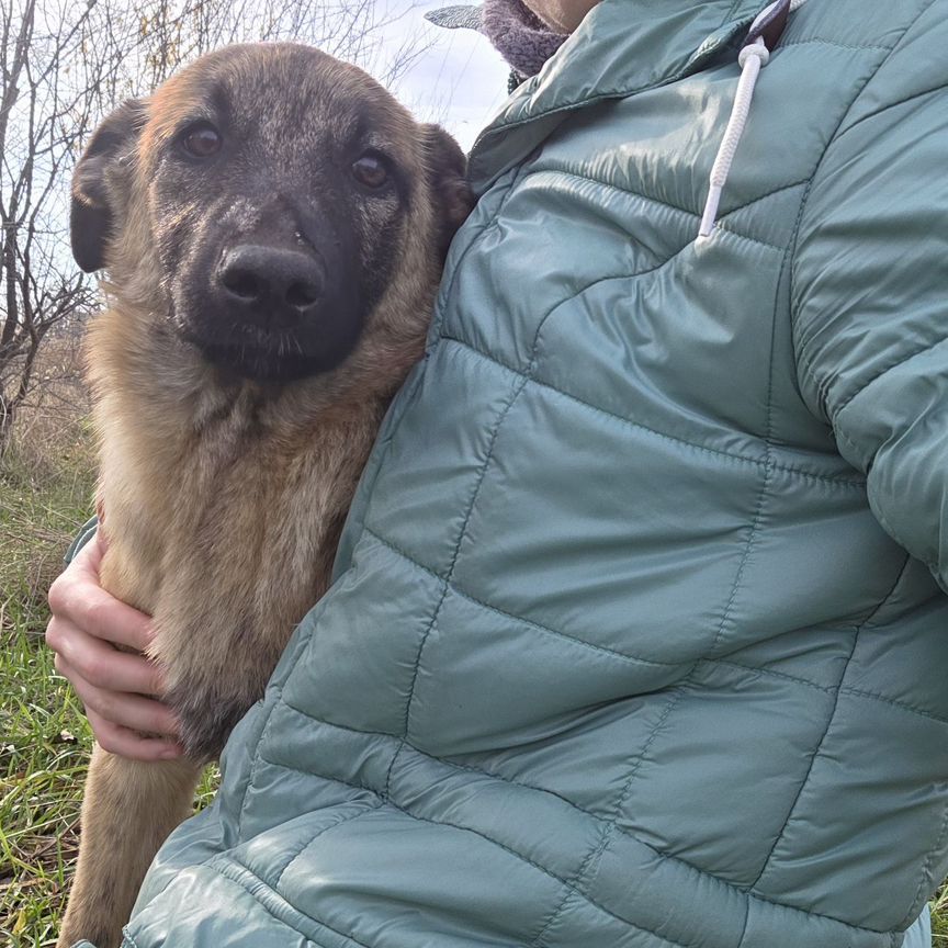 Щенок в добрые руки