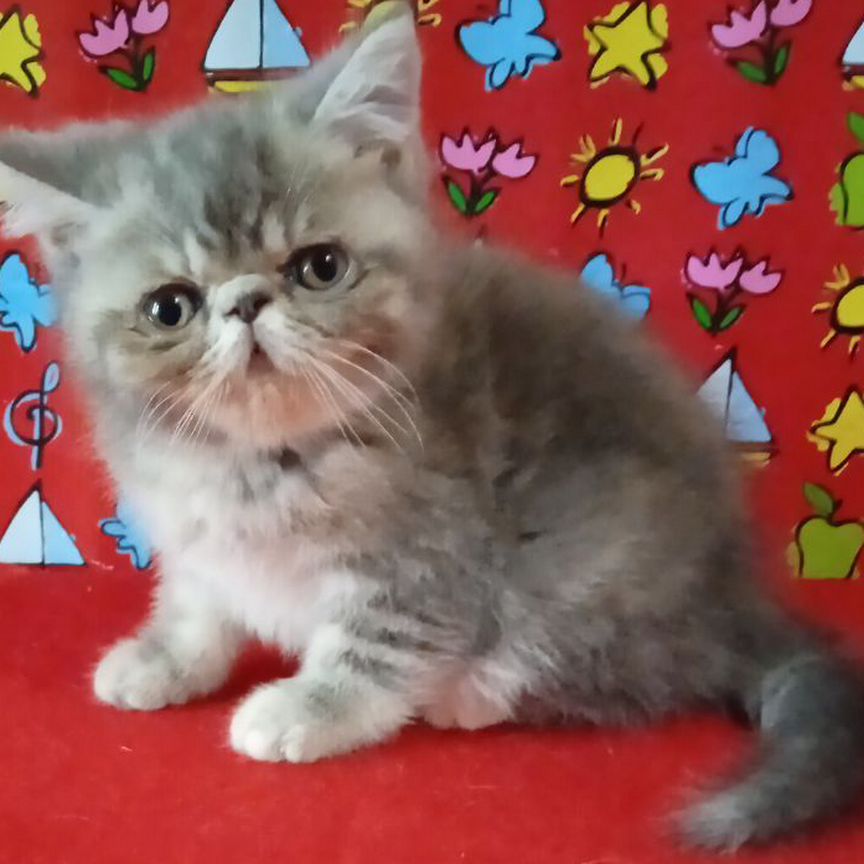 Экзотическая короткошерстная