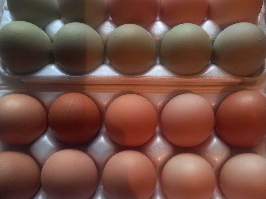 Яйцо домашних кур