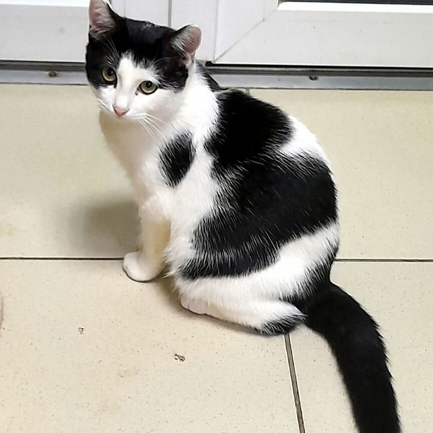 Молодой котик Костик, ему 10 месяцев