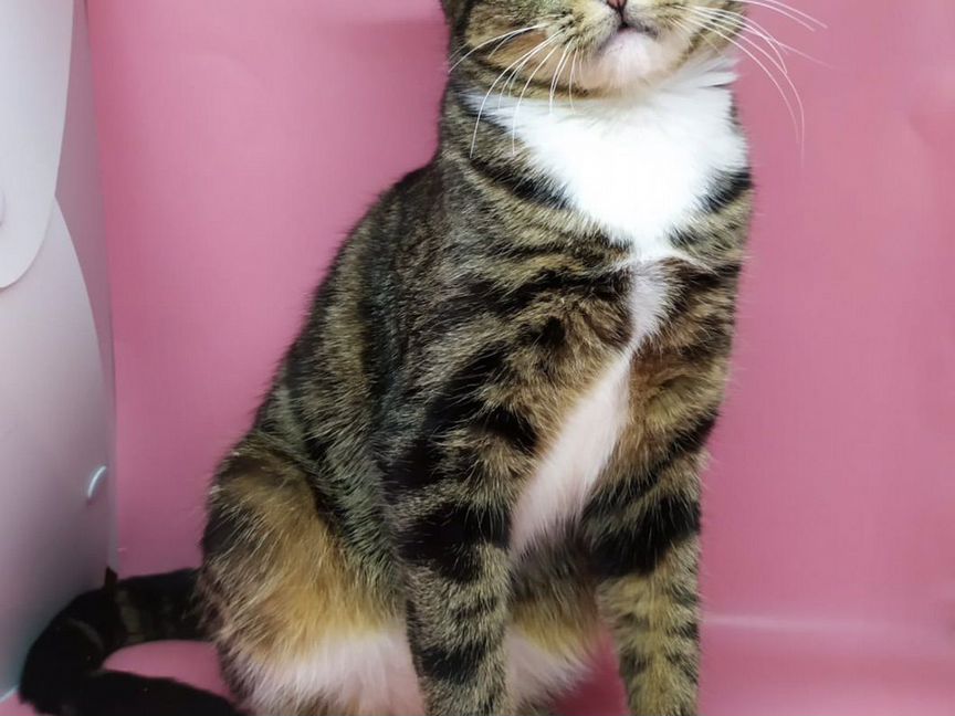 Кошка Милена
