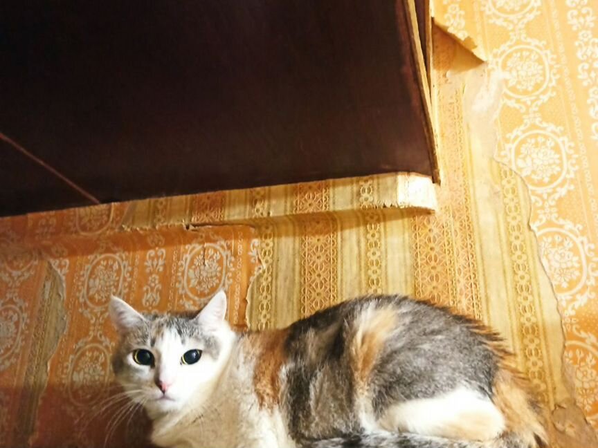 Кошка